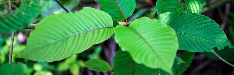 Kratom kaufen Kratom-Pulver von höchster Qualität